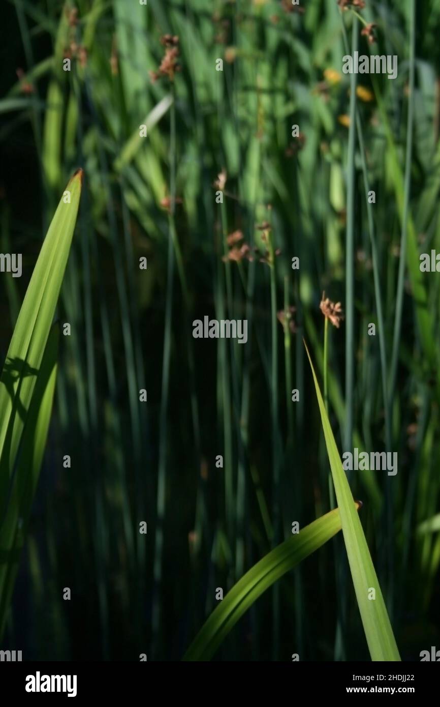 green, reed, greens, reeds Stock Photo - Alamy
