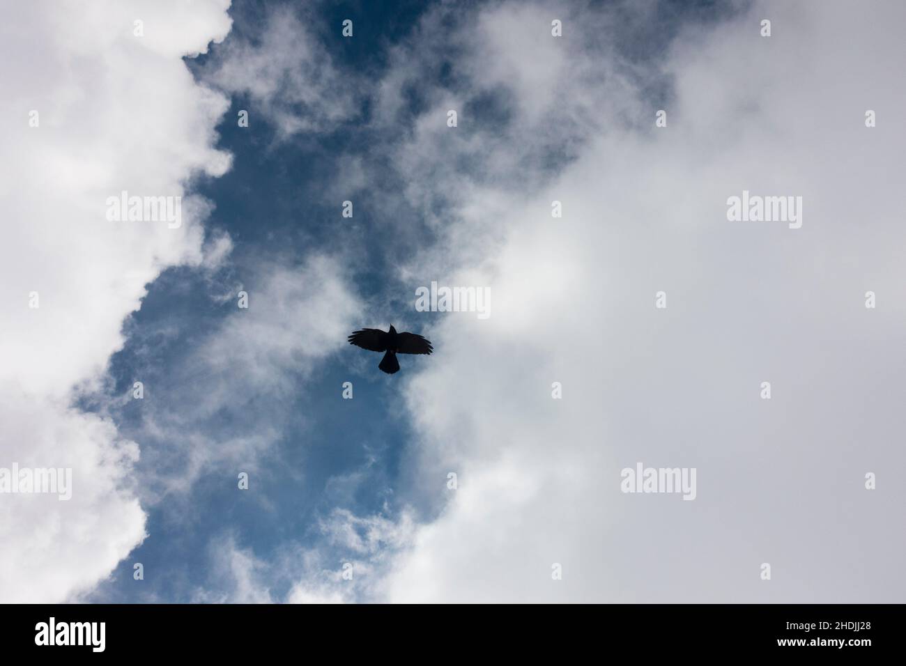 sky, bird, freedom, clouds, heaven, skies, birds, freedoms, cloud Stock ...