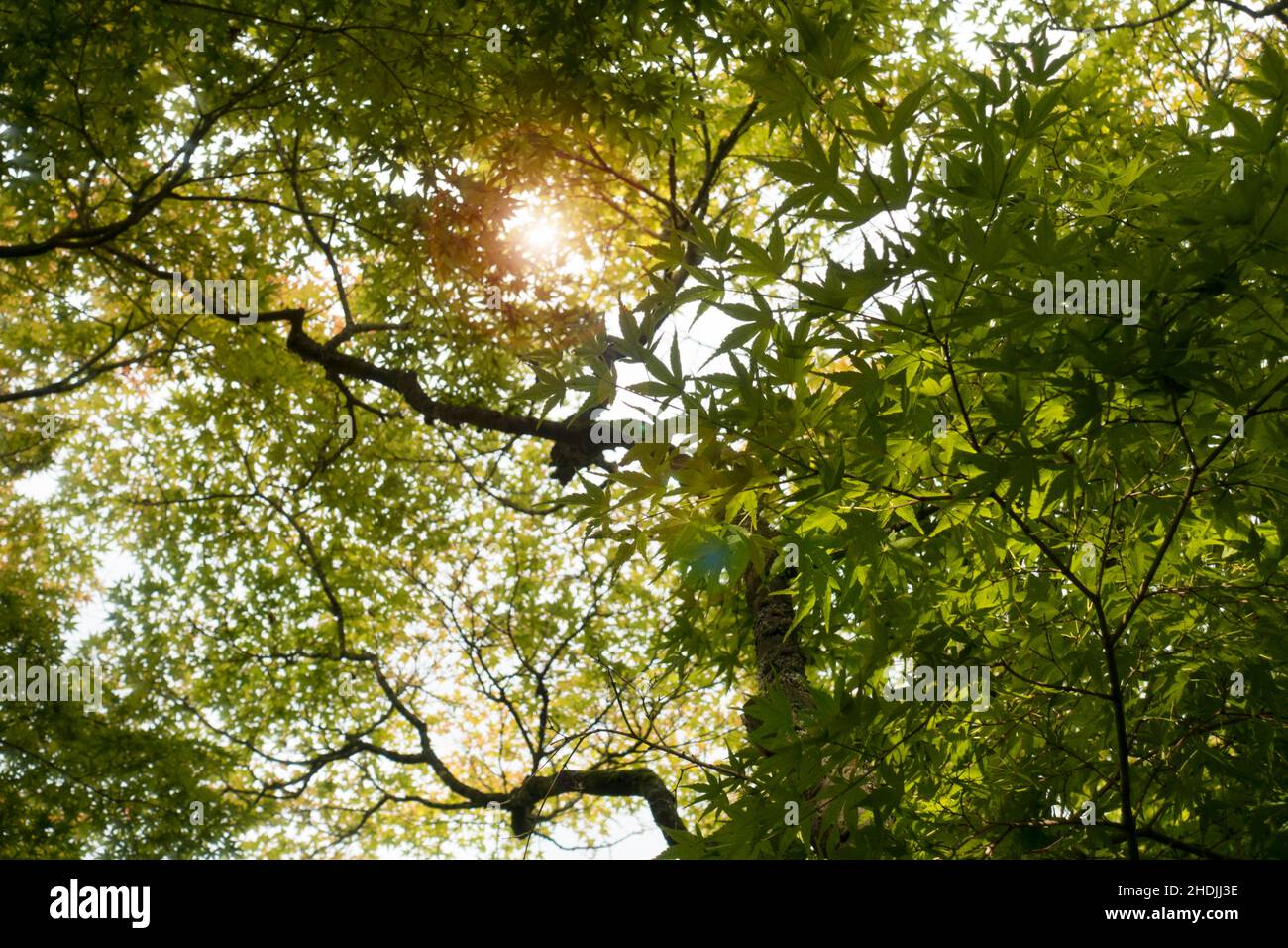japanese maple, japanese, japanese maples Stock Photo - Alamy