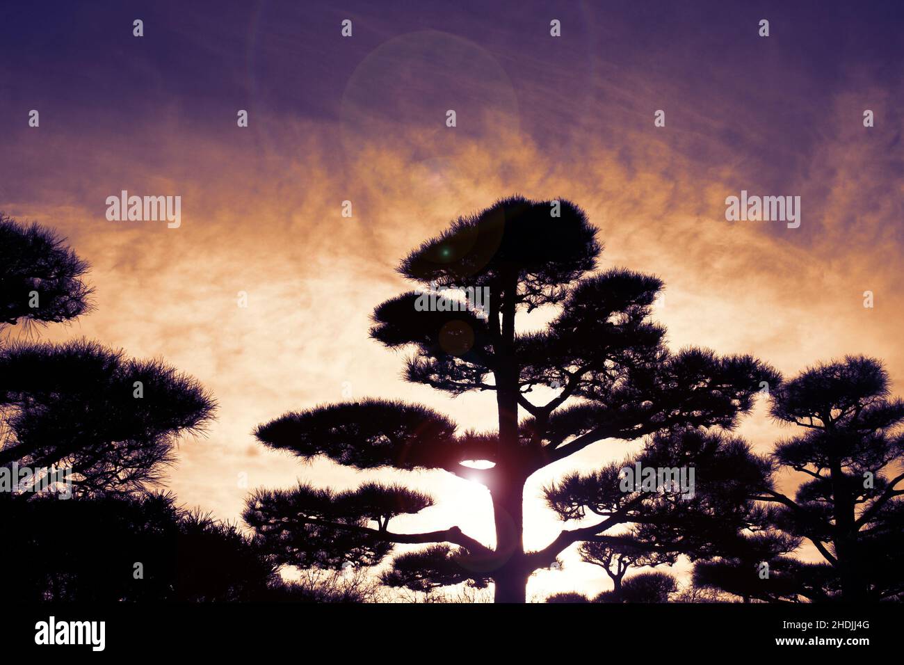 Japanese pine tree hi-res stock photography and images - Alamy