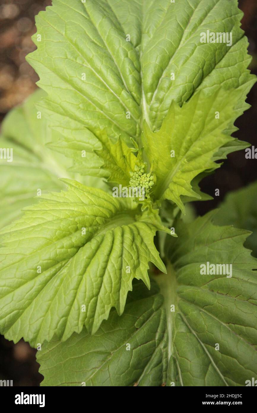 leaf vegetable, leaf vegetables Stock Photo - Alamy