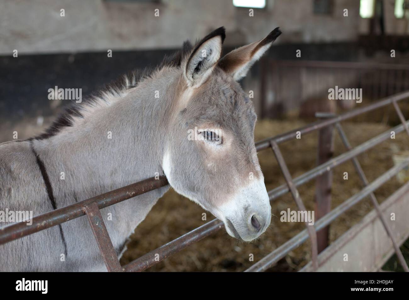 Donkey box hi-res stock photography and images - Alamy