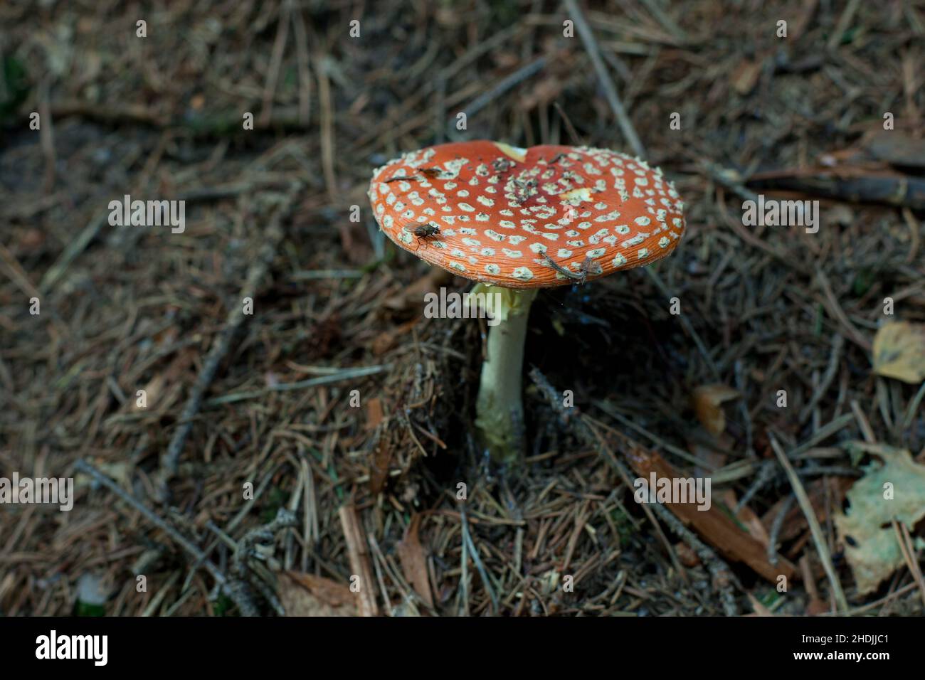 fly agaric, fly agarics Stock Photo - Alamy