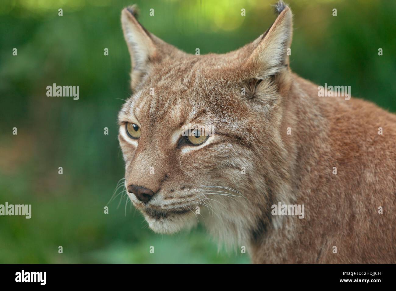 Lynxs hi-res stock photography and images - Alamy