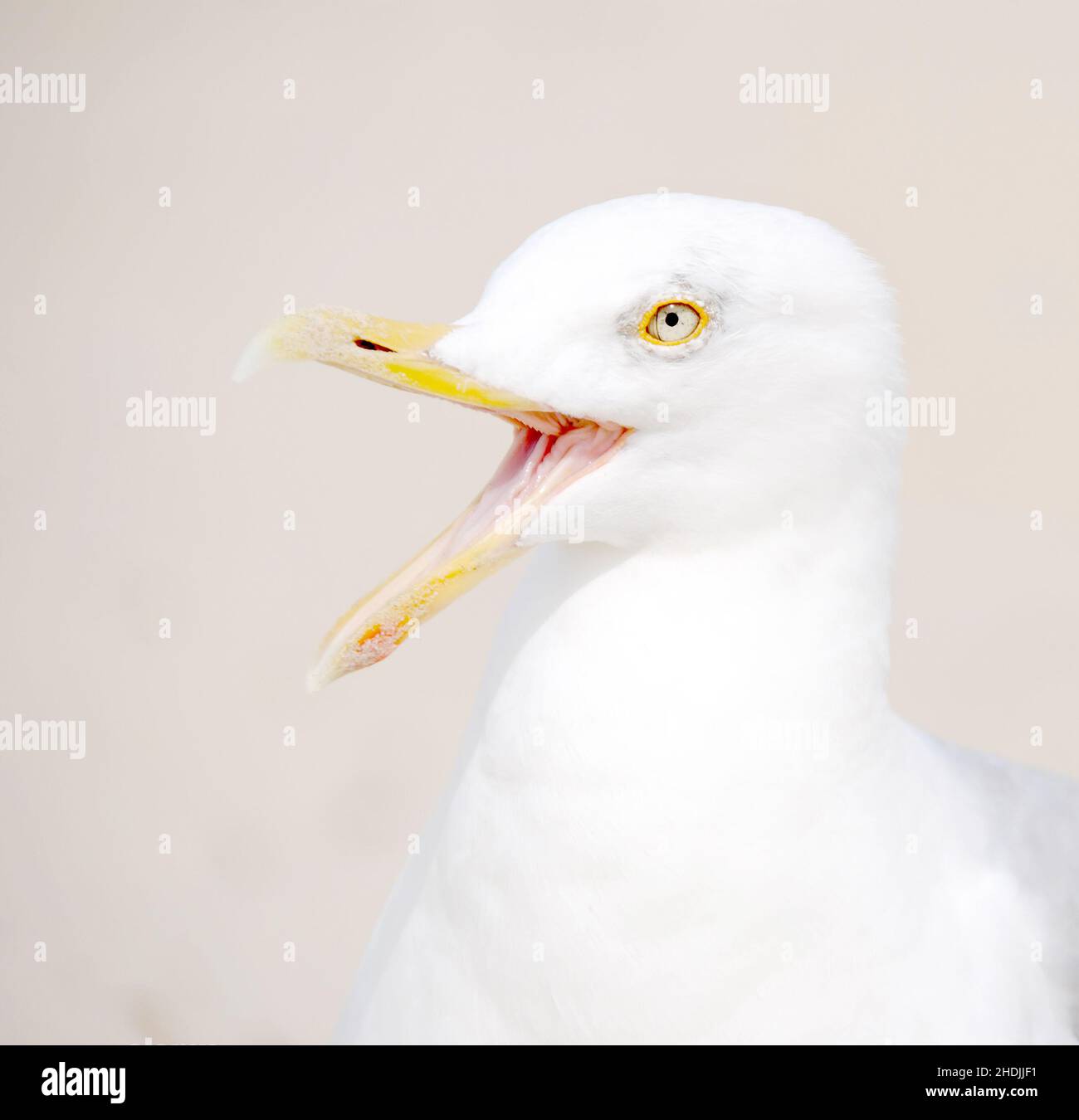 Portrait of one seagull shouting seagull scream hi-res stock ...
