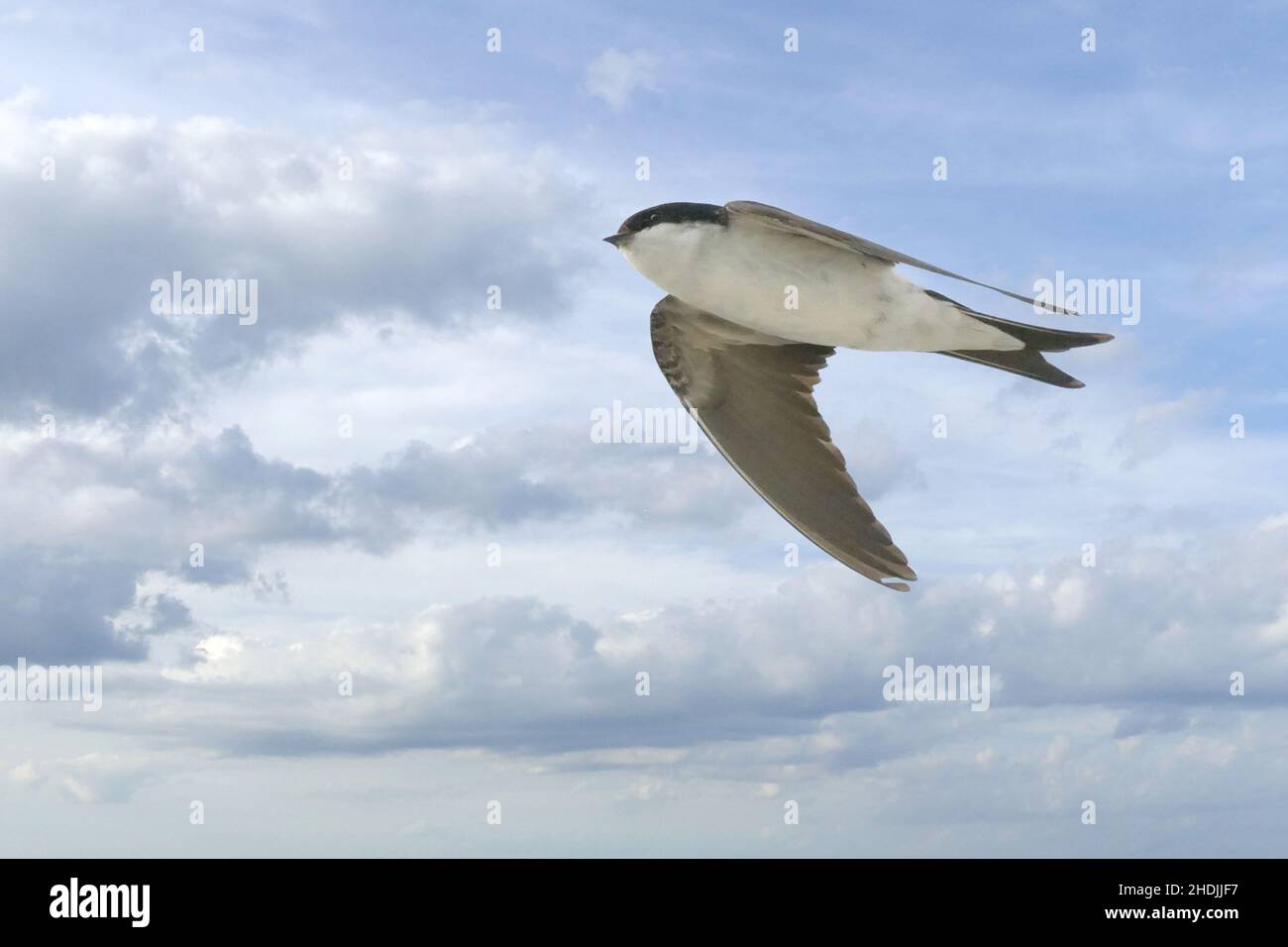 common house martin, martins Stock Photo - Alamy