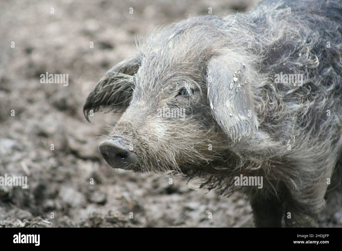 Wild boar piglets standing hi-res stock photography and images - Alamy