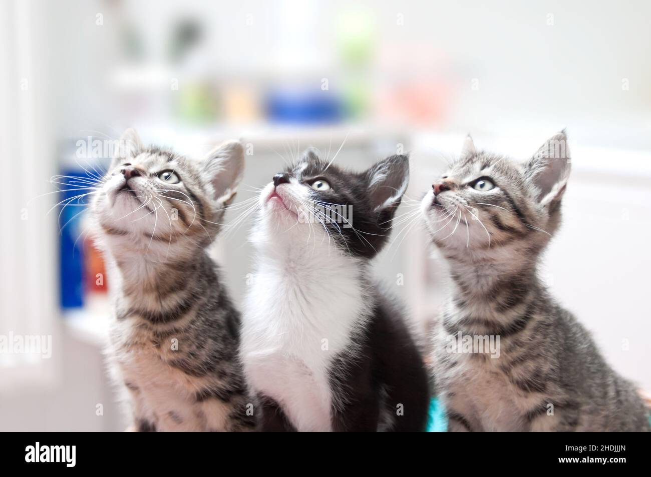 Animals 1 hi-res stock photography and images - Alamy