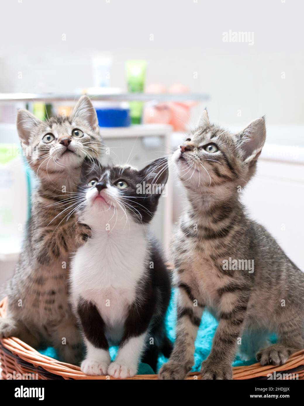 3 animals hi-res stock photography and images - Alamy