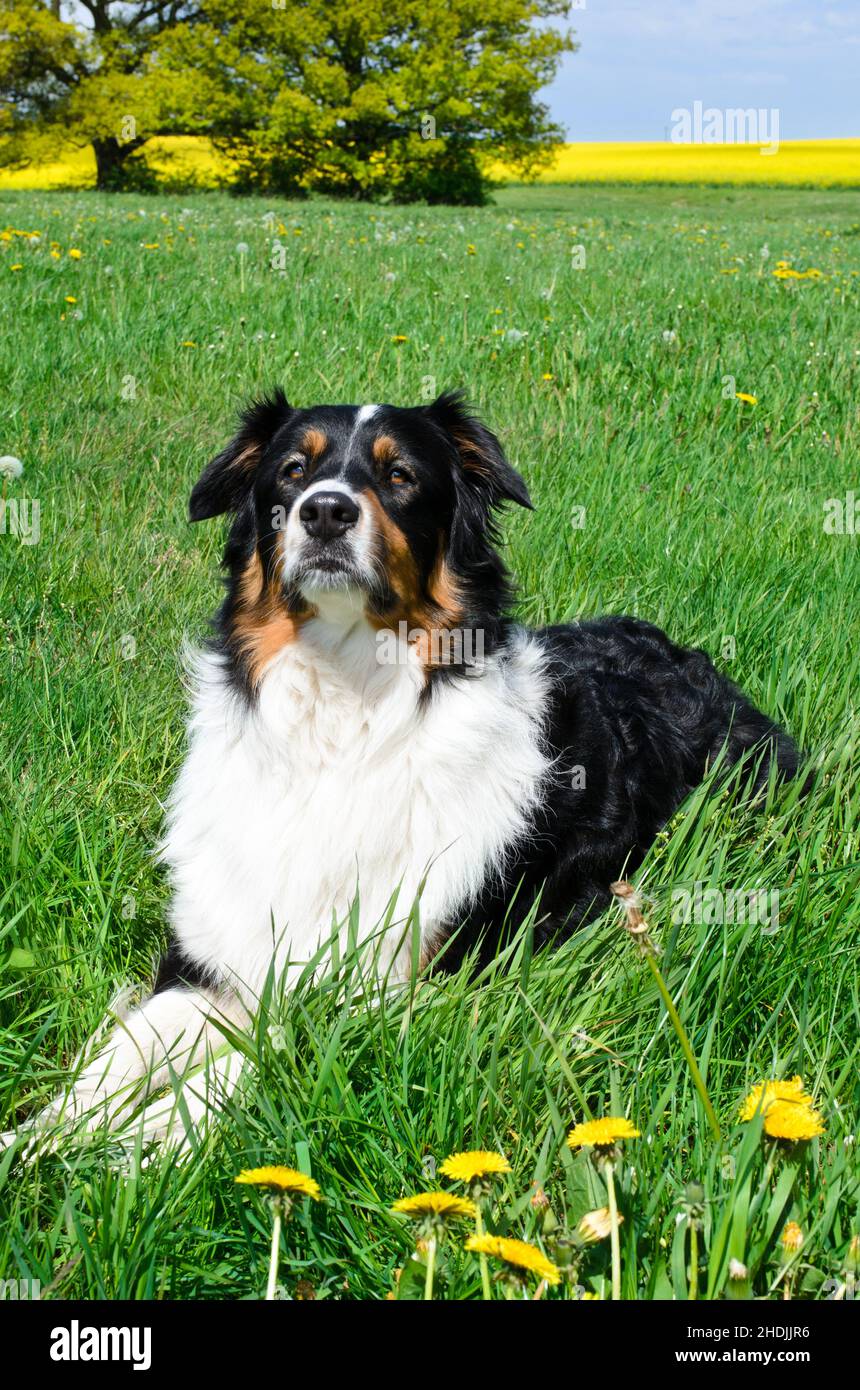 pets, australian shepherd, pet Stock Photo - Alamy