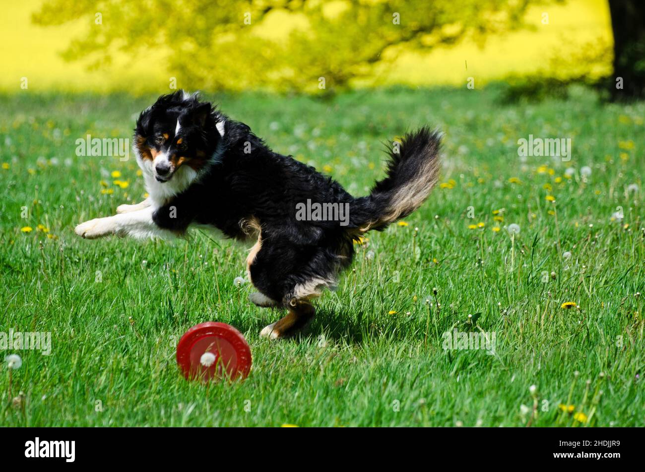 1 shepherd dog hi-res stock photography and images - Alamy