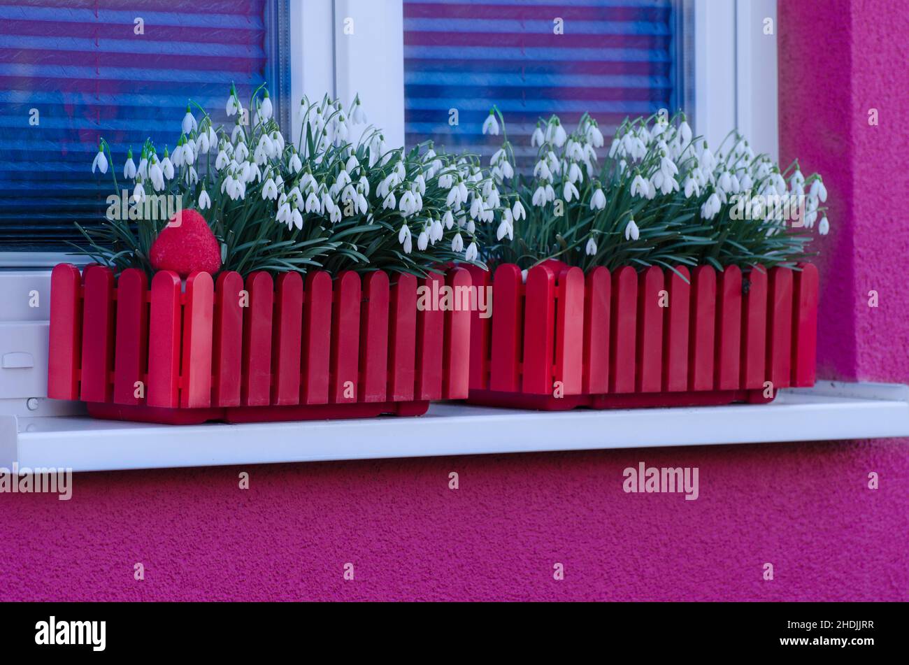 snowdrop, window sill, snowdrops, window sills Stock Photo - Alamy