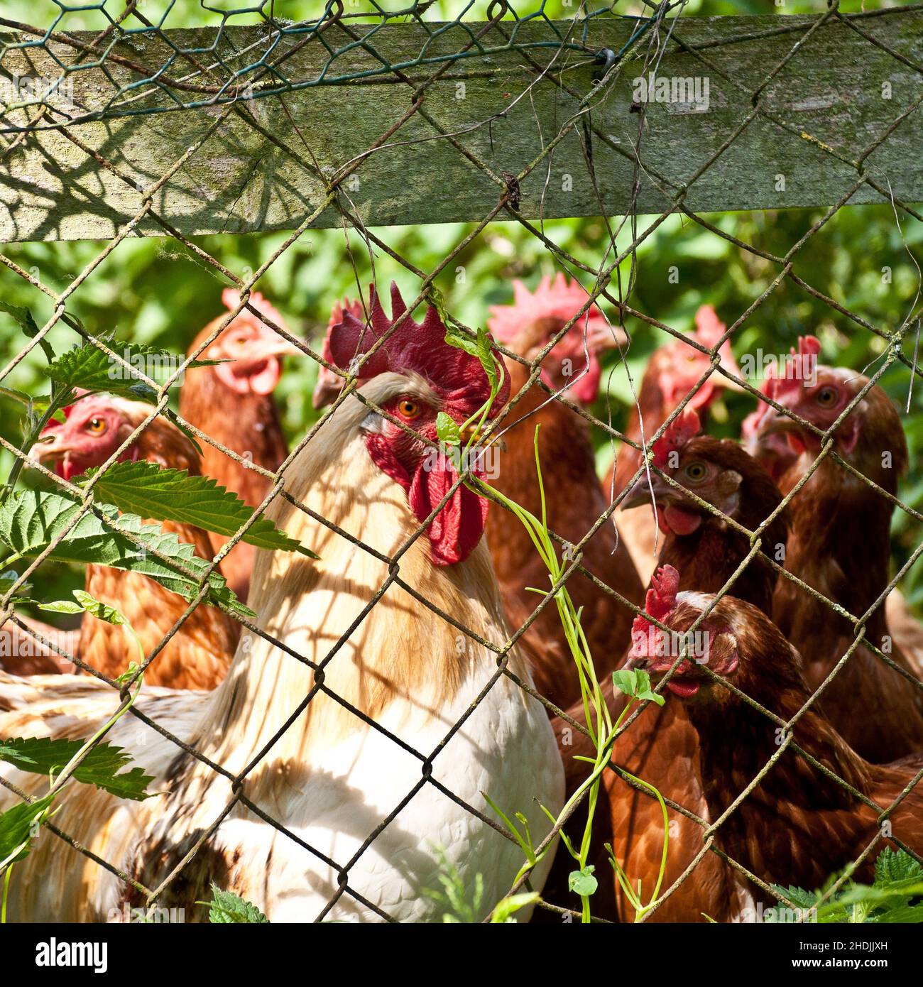 rooster, chicken, roosters, chickens Stock Photo - Alamy