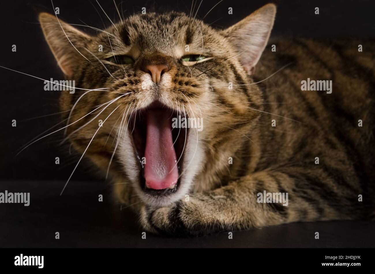 yawning, cat, cats Stock Photo - Alamy