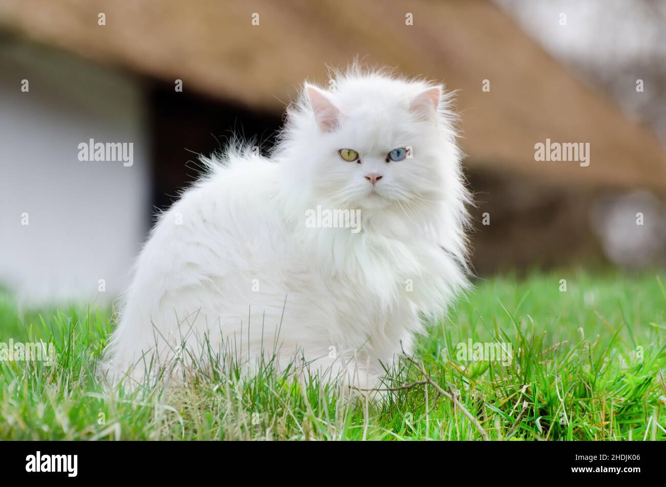 Turkish Angora, Angora cat Stock Photo - Alamy