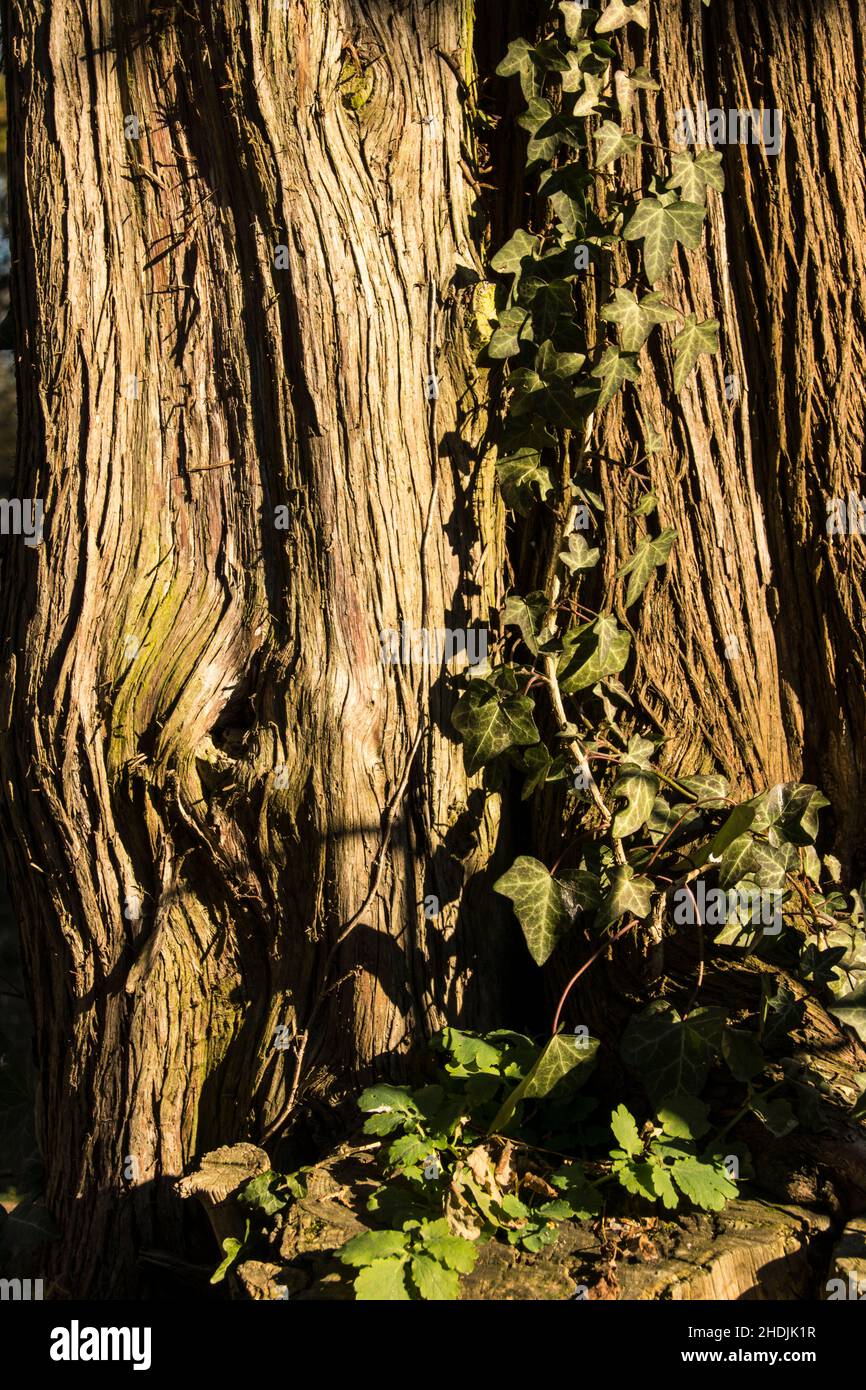 Tree trunk vines ivy close hi-res stock photography and images - Alamy