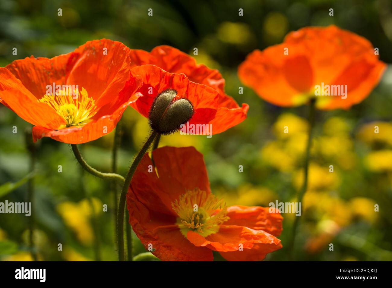 iceland poppy, islandmohns Stock Photo - Alamy