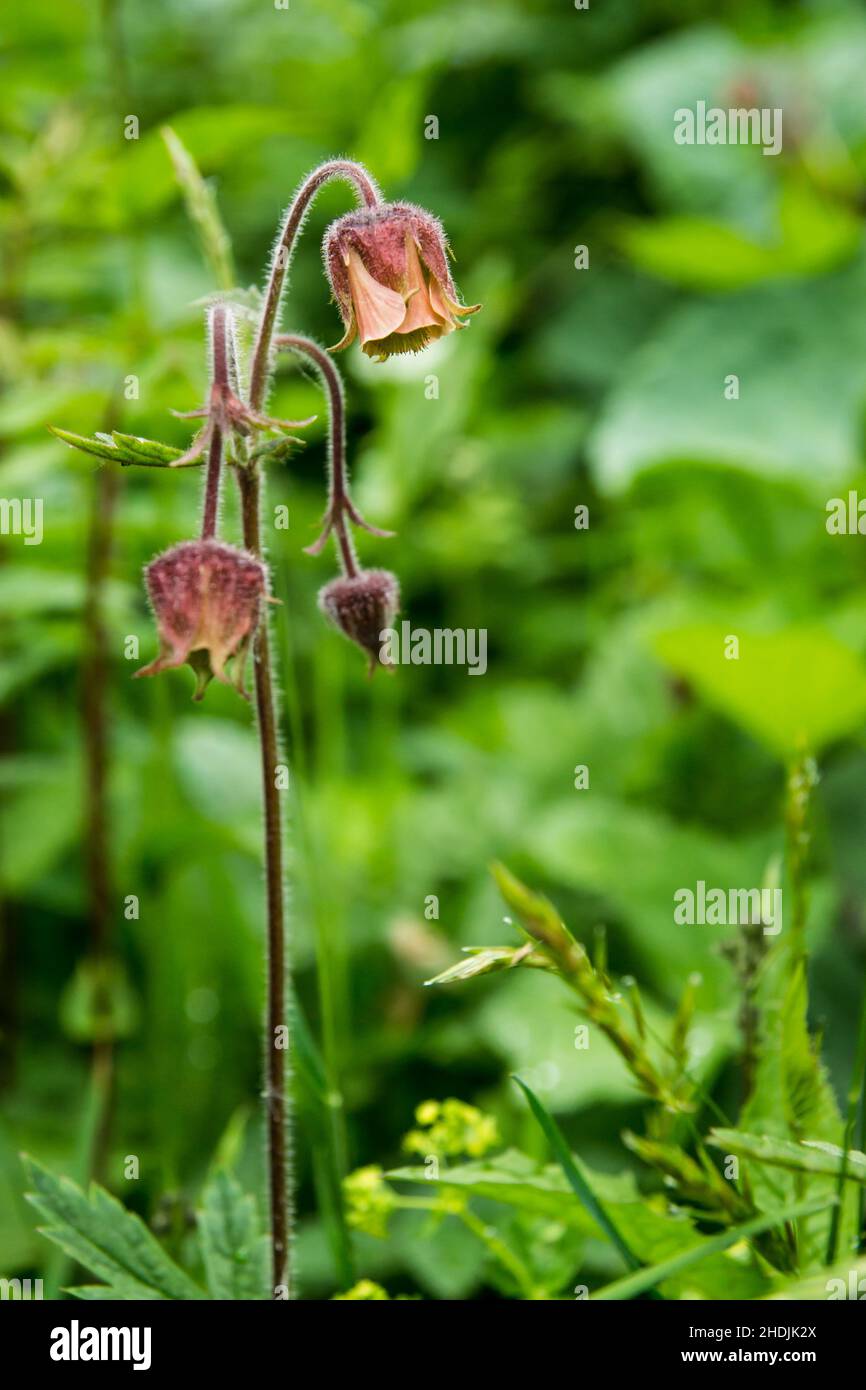 Geum karlskaer or carlskaer hi-res stock photography and images - Alamy