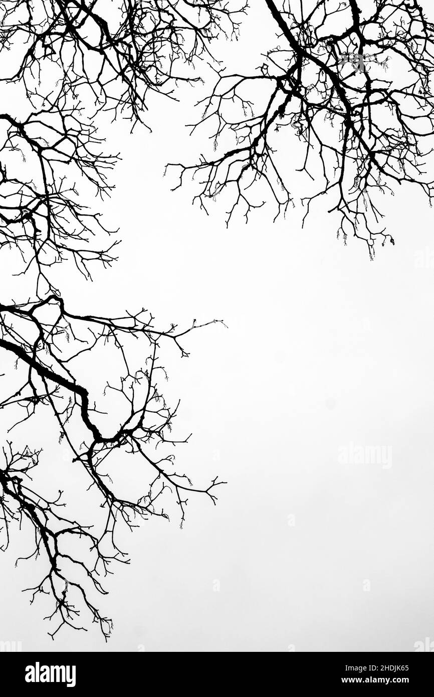 branches, twiggs, twigs Stock Photo - Alamy