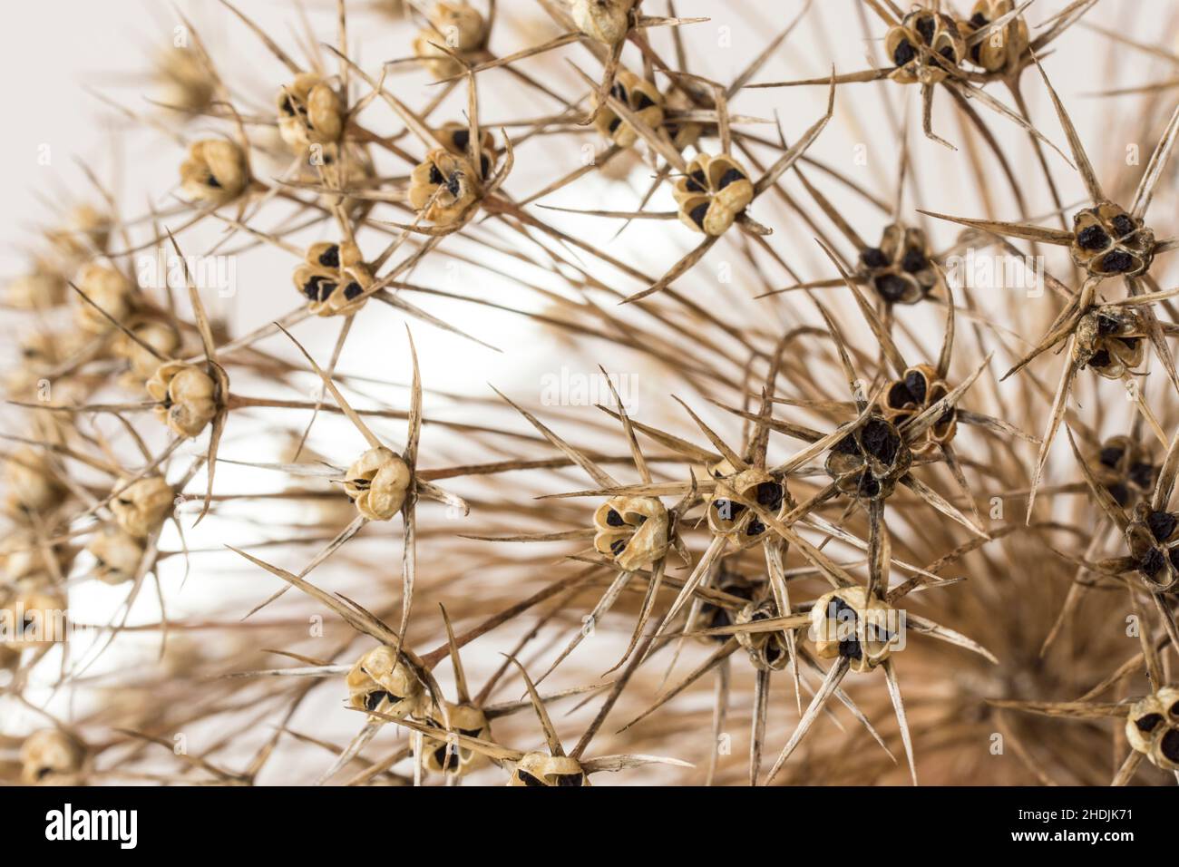 Allium sowing seed hi-res stock photography and images - Alamy