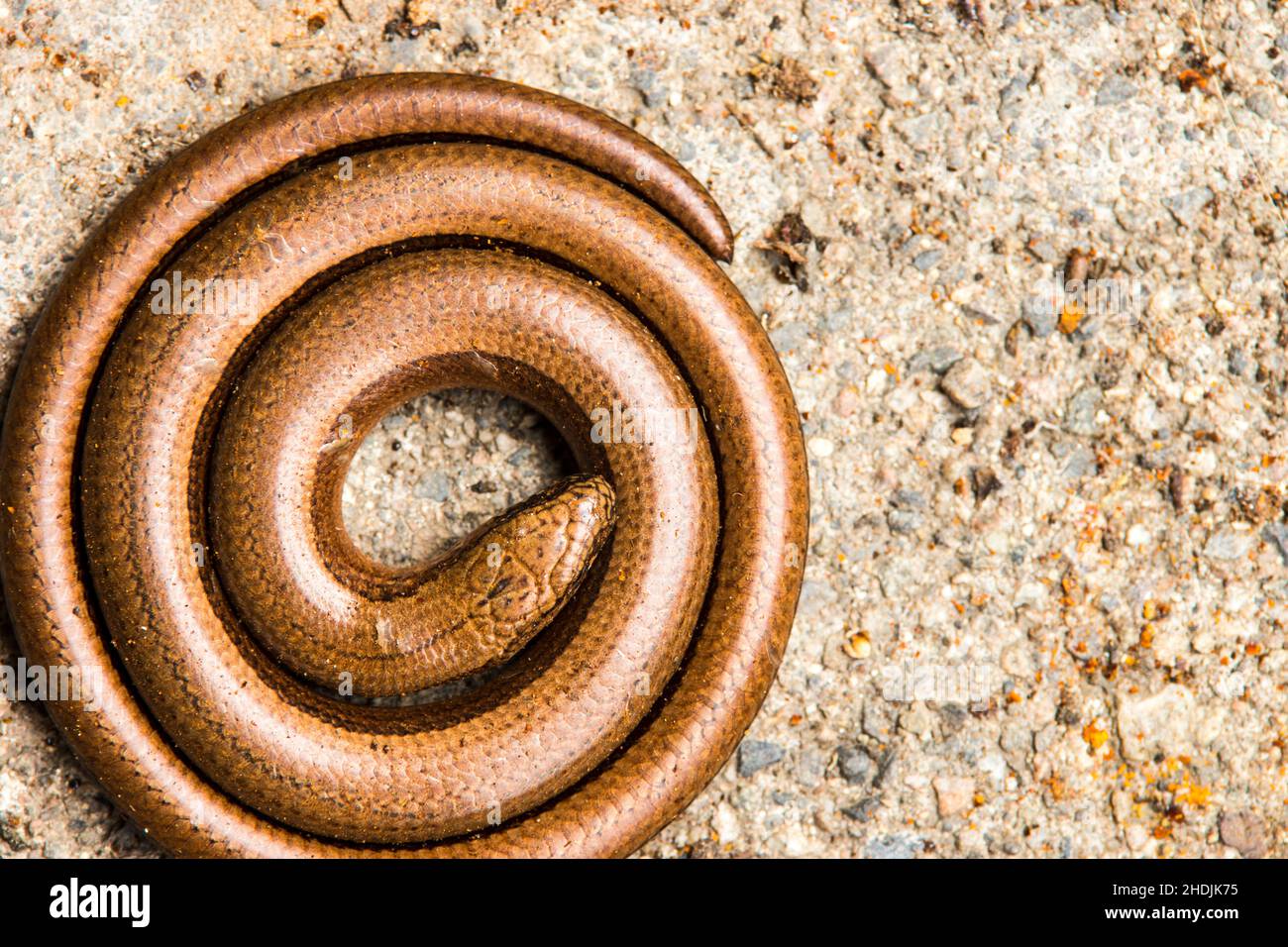 Slow down animals hi-res stock photography and images - Alamy