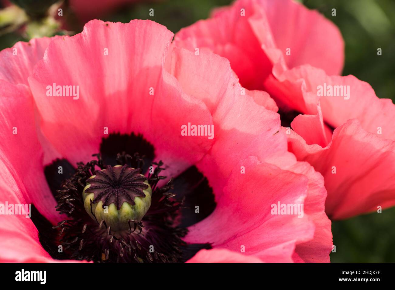 Calyx hi-res stock photography and images - Alamy