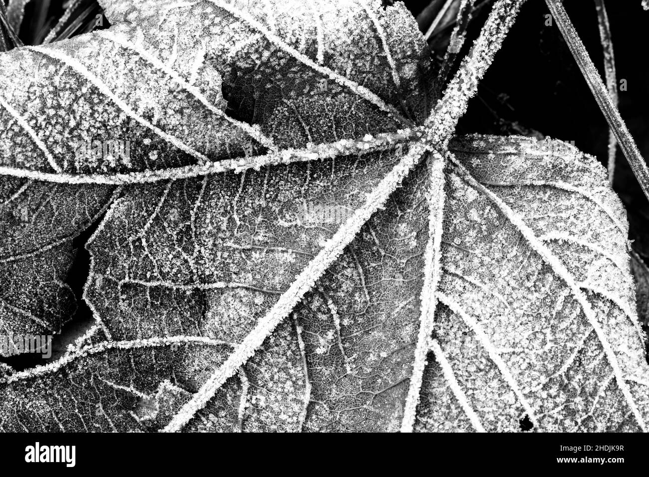 Leaf veins frost Black and White Stock Photos & Images - Alamy