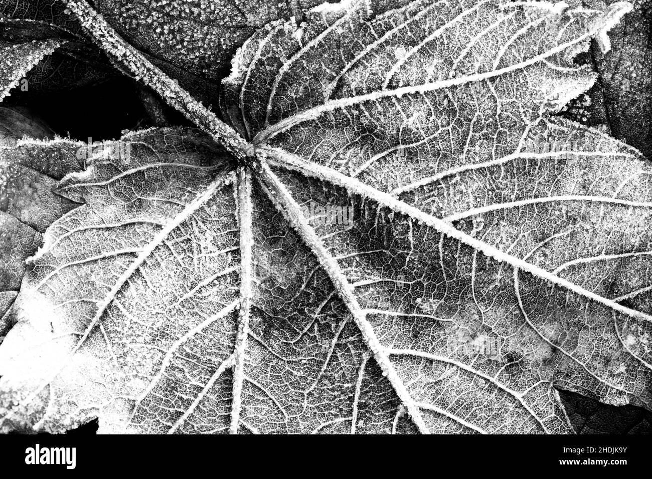 Leaf veins frost Black and White Stock Photos & Images - Alamy