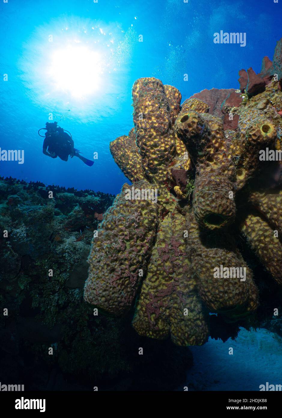 Demosponge hi-res stock photography and images - Alamy