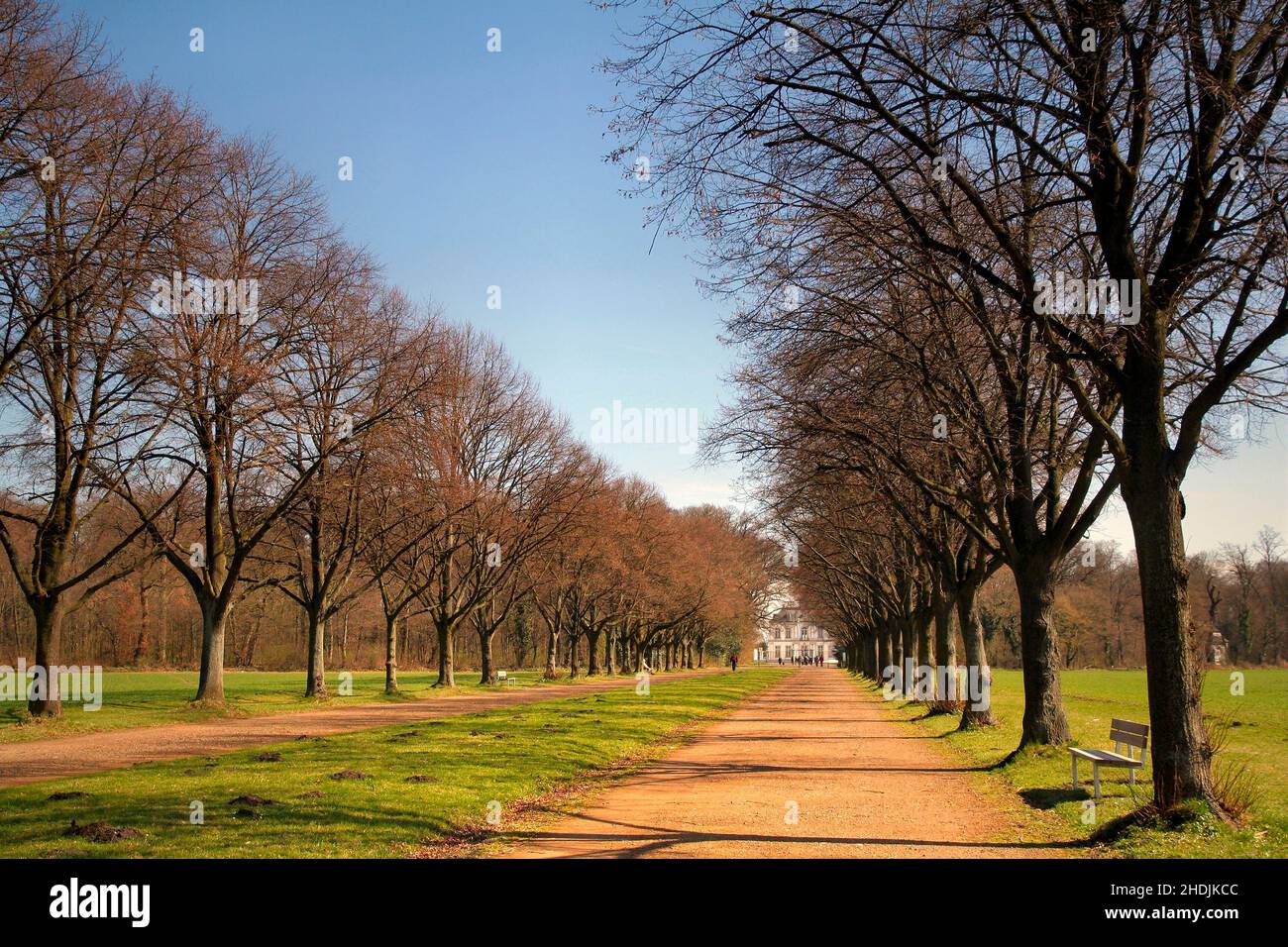 alley, tree alley, park landscape, alleys, tree alleys, landscape ...