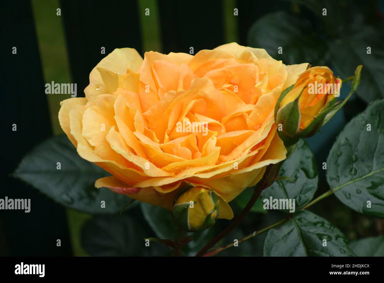 rose, floribunda, roses, floribundas Stock Photo - Alamy
