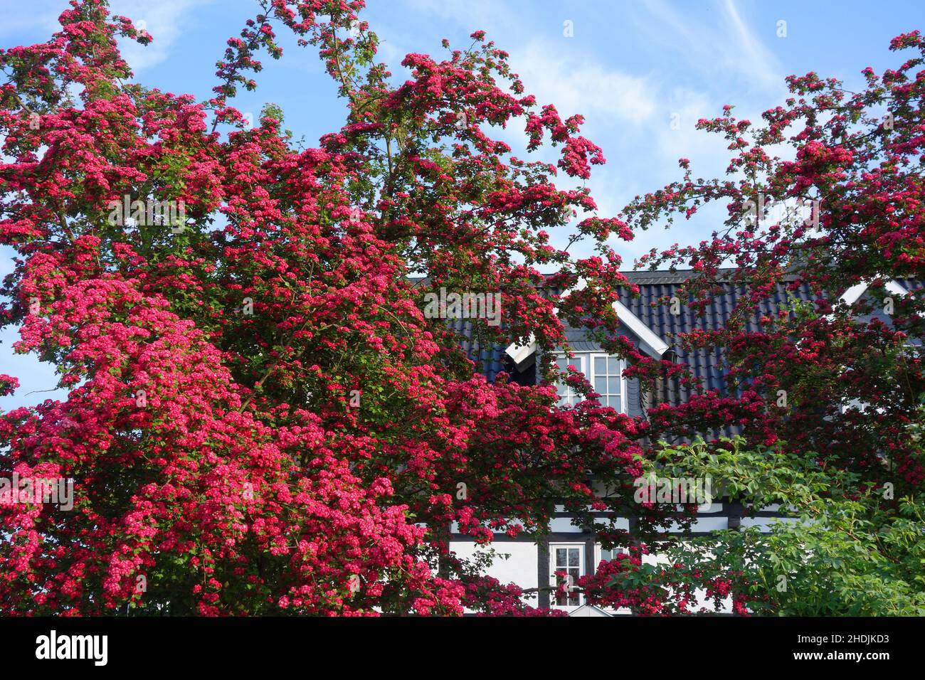 Crataegus plant hi-res stock photography and images - Alamy