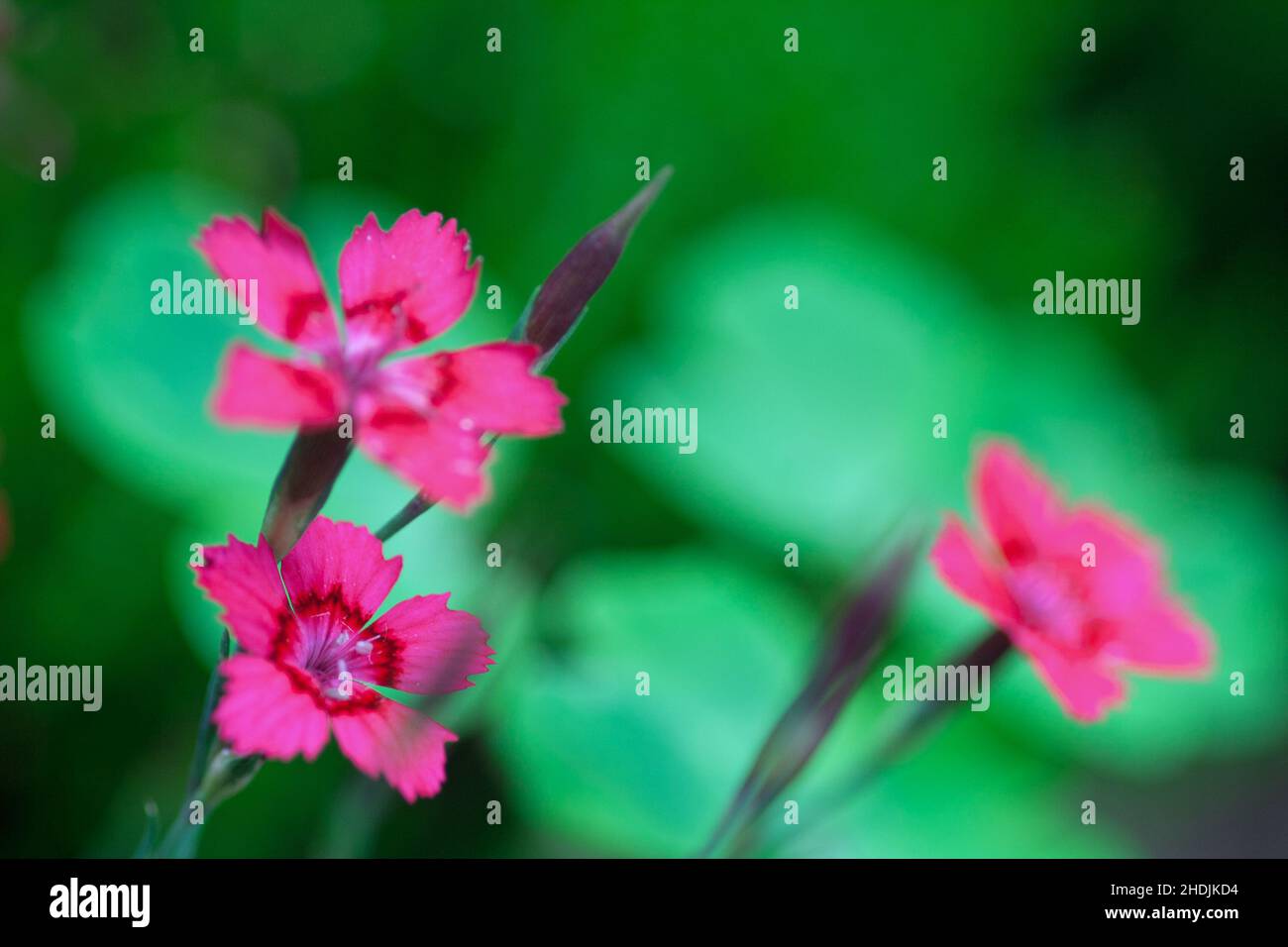 Ordo hi-res stock photography and images - Alamy