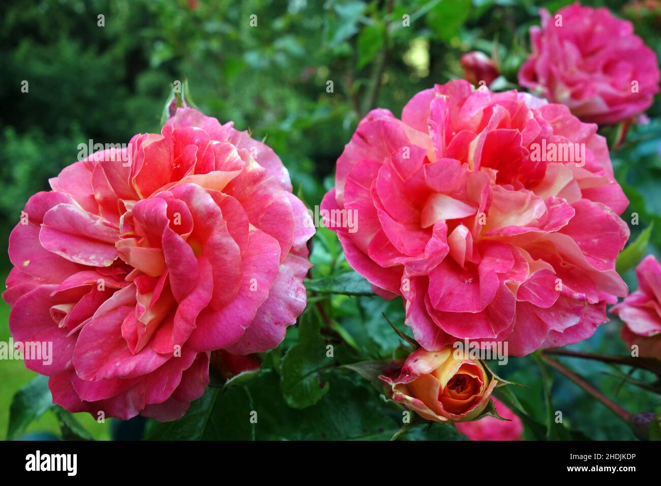 rose, floribunda, roses, floribundas Stock Photo - Alamy