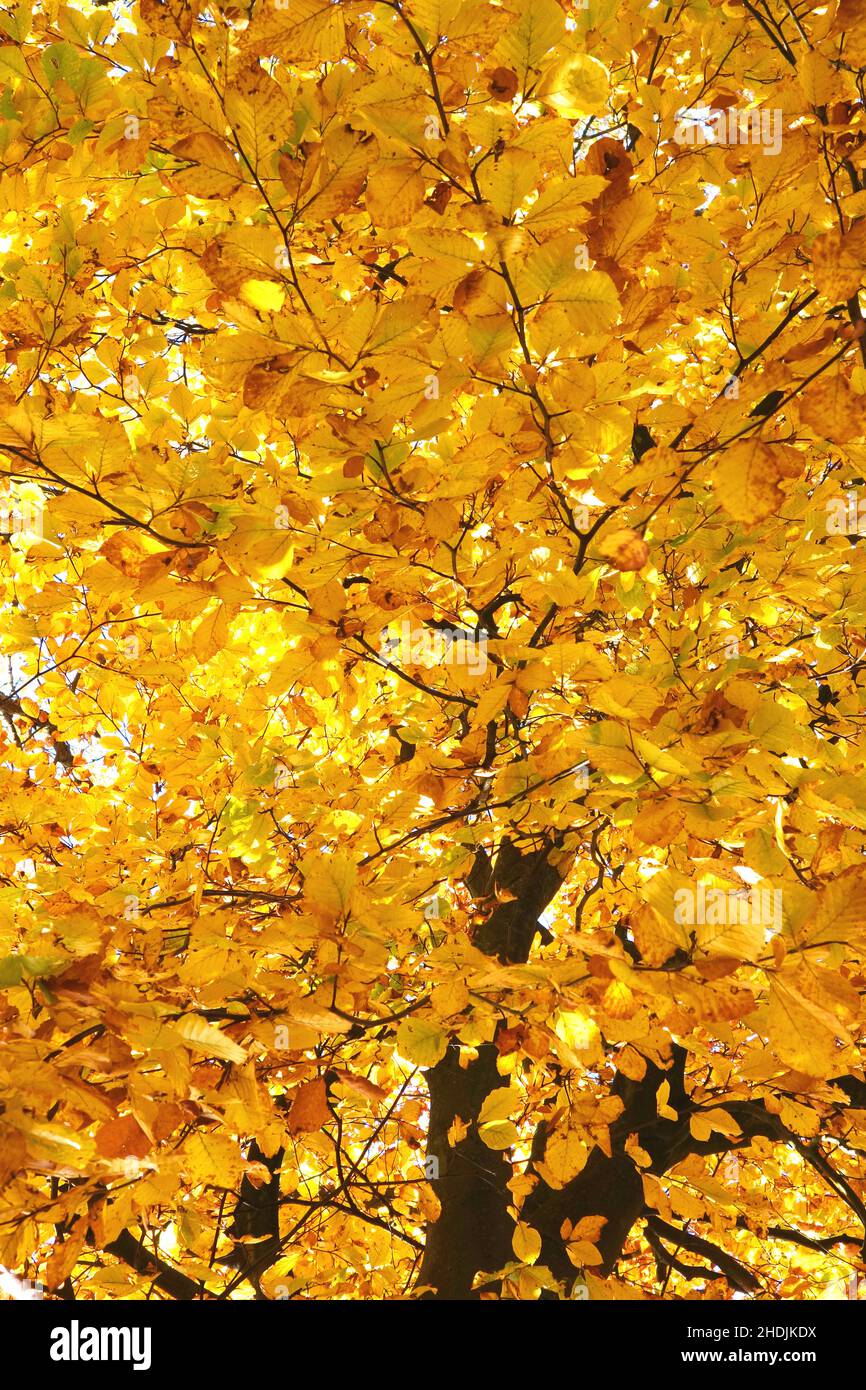 autumn colors, hornbeam, fall, hornbeams Stock Photo - Alamy