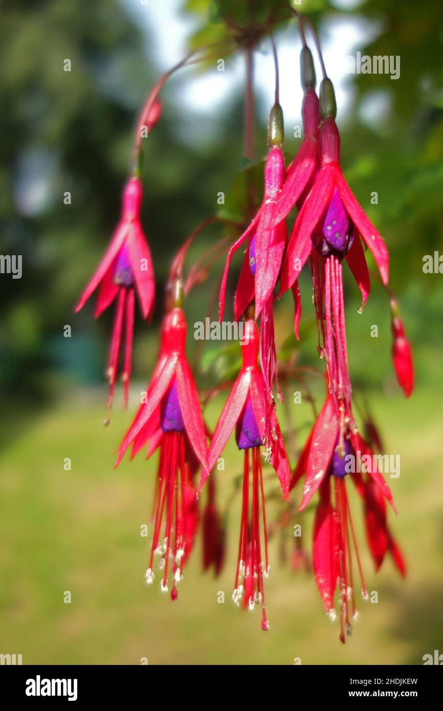 fuchsia, hummingbird fuchsia, fuchsias, fuchsia magellanica, hardy ...