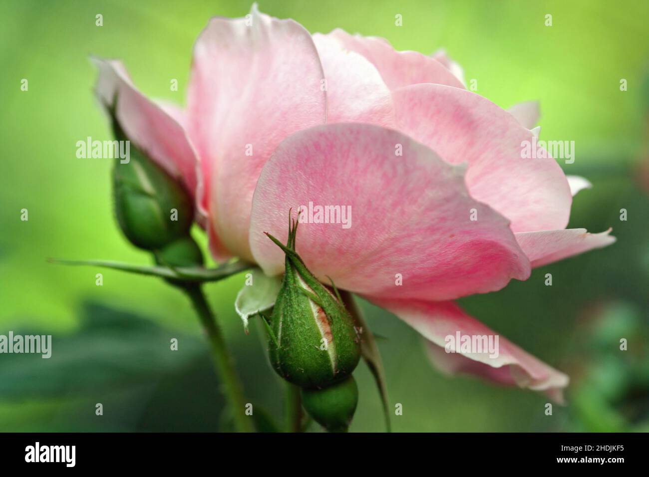 flower, rose, climbing rose, flowers, roses, climbing roses Stock Photo - Alamy