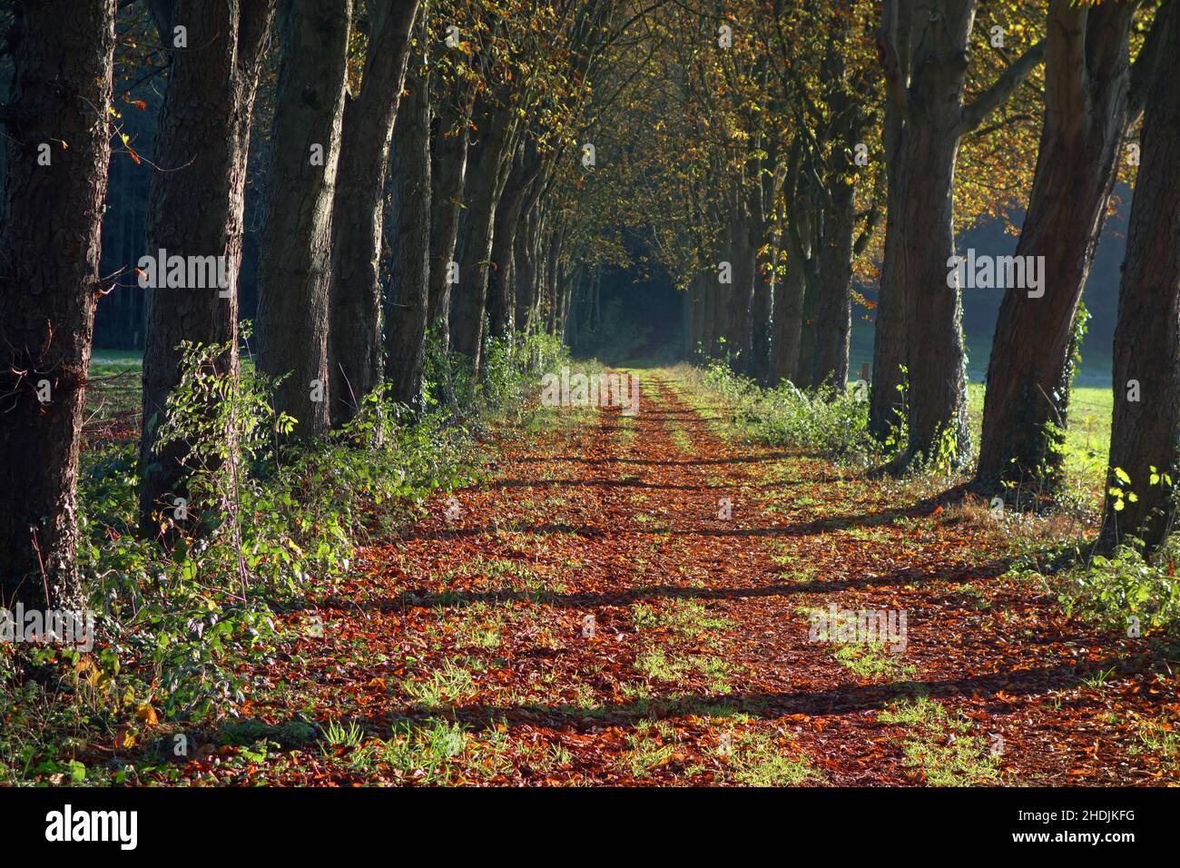 Natures avenue hi-res stock photography and images - Alamy