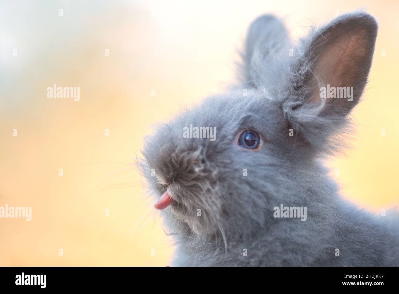 Cute grey fluffy rabbit sitting on grass backyard Stock Photo - Alamy
