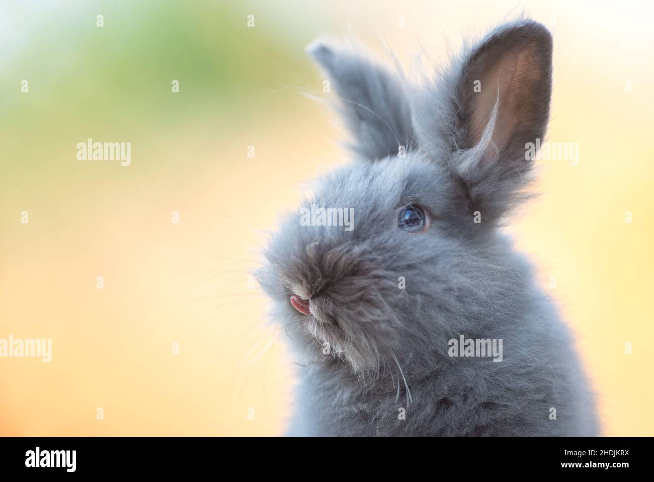 Cute grey fluffy rabbit sitting on grass backyard Stock Photo - Alamy