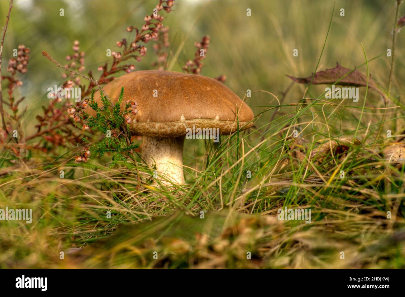 mushroom, birch bolete, edible mushroom, mushrooms, birch boletes Stock ...