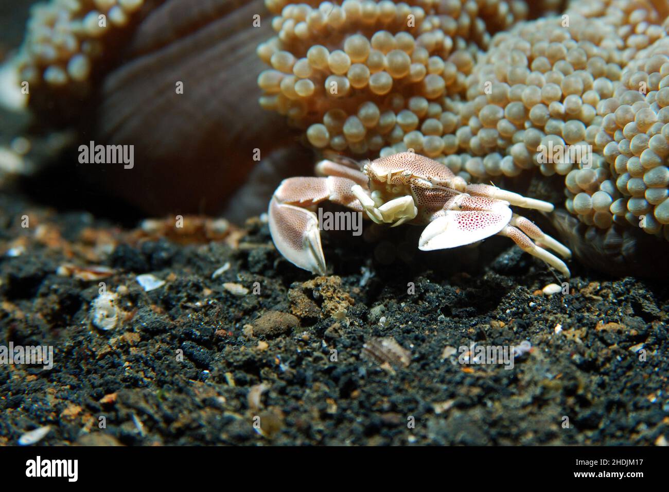porcelain crab, crab, porcelain crabs Stock Photo - Alamy