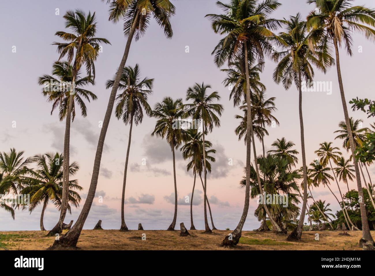 Palm beach orange grove hi-res stock photography and images - Alamy