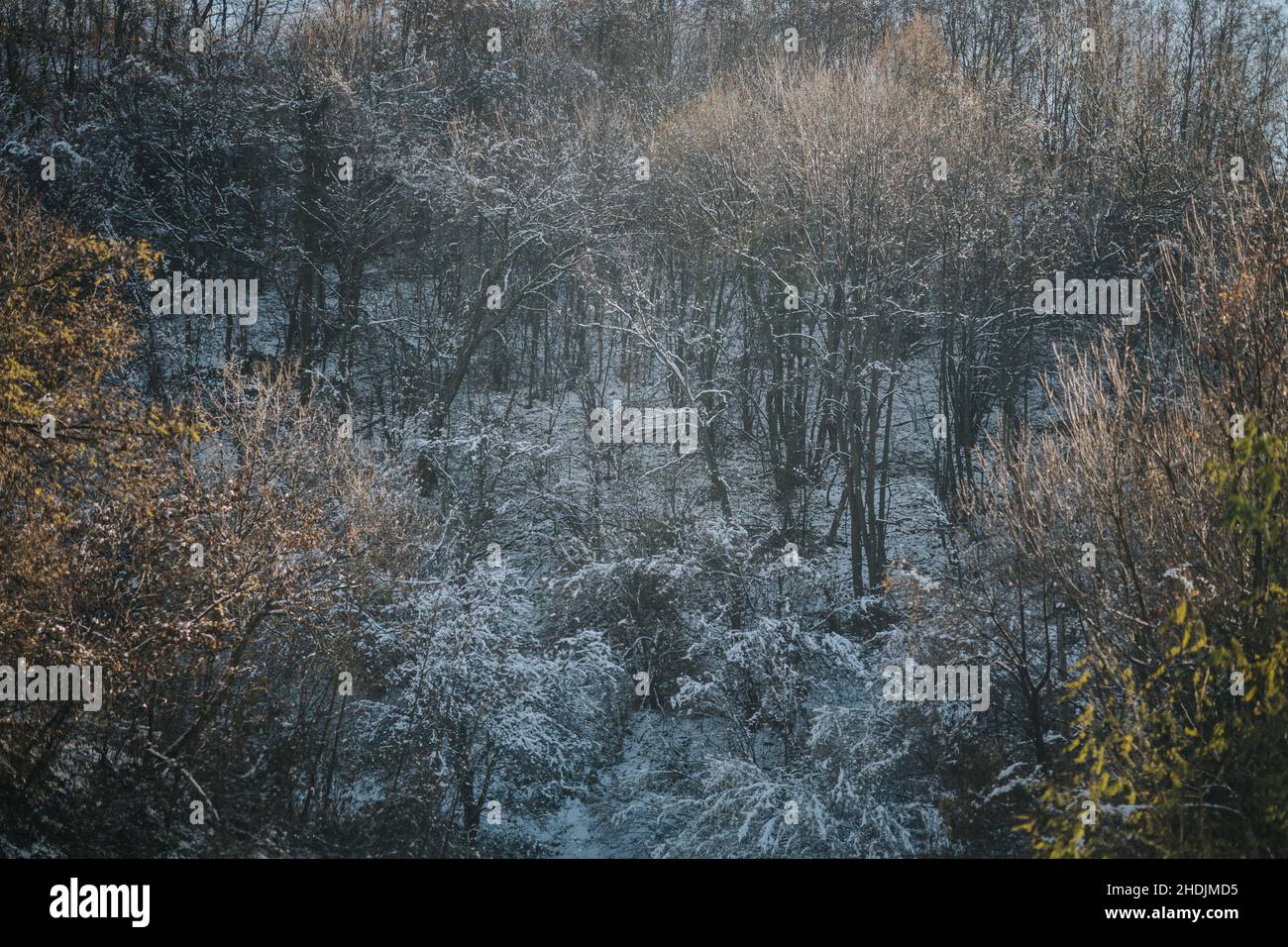 Beautiful large forest hi-res stock photography and images - Alamy