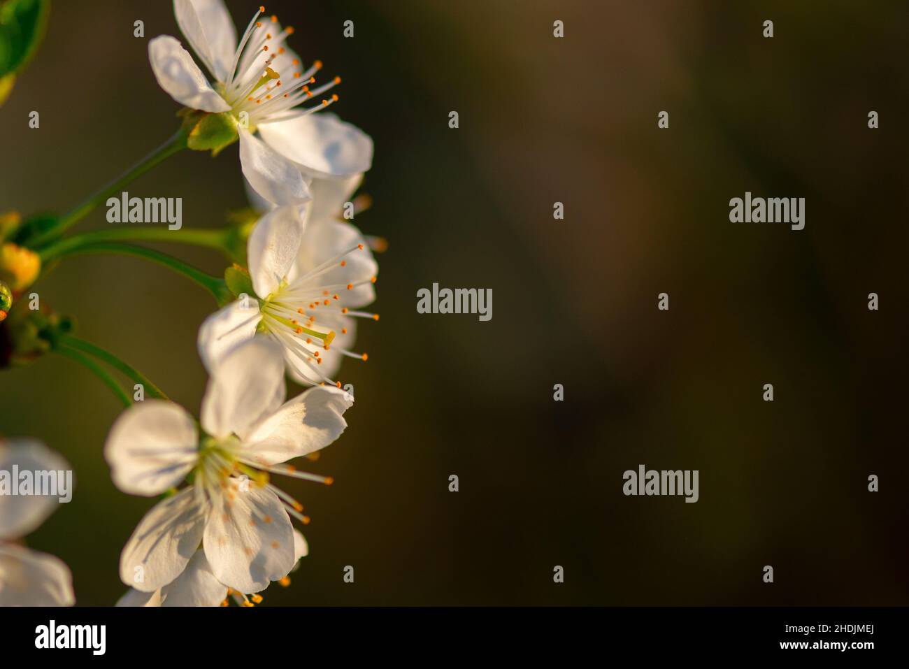 Blossom tree over nature background Stock Photo - Alamy