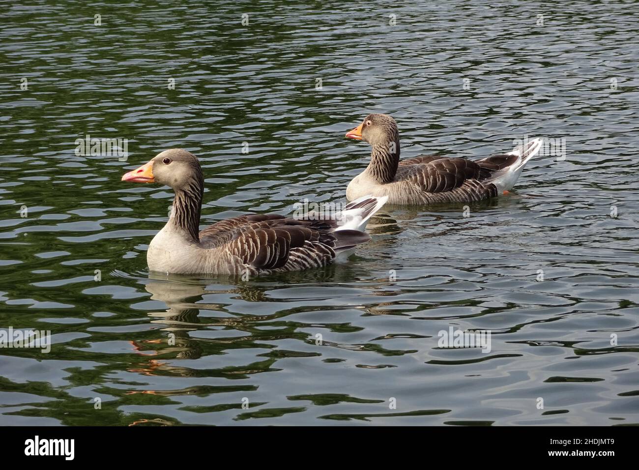 wild goose, wild gooses Stock Photo - Alamy