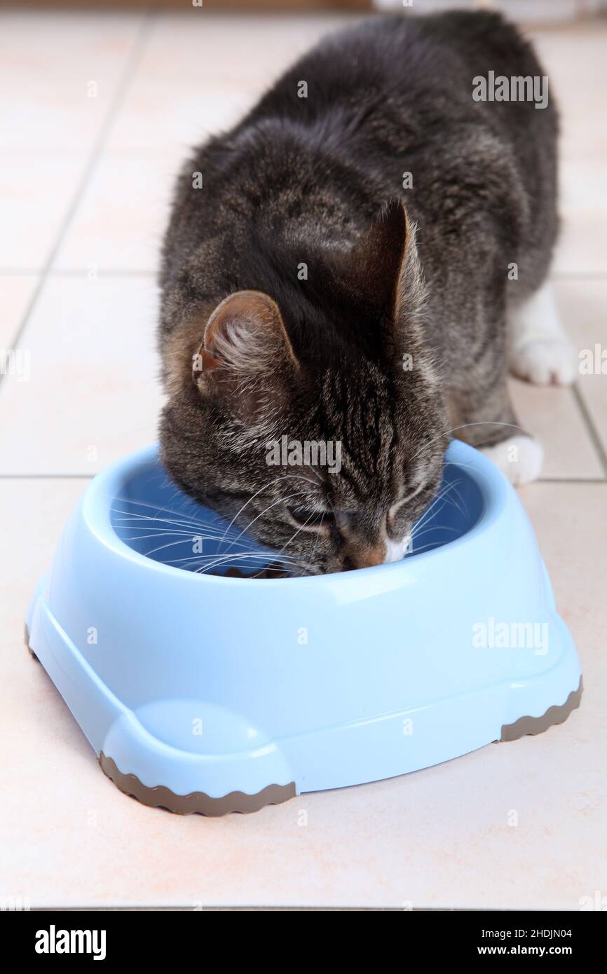 cat, cat food, cats, cat foods Stock Photo - Alamy