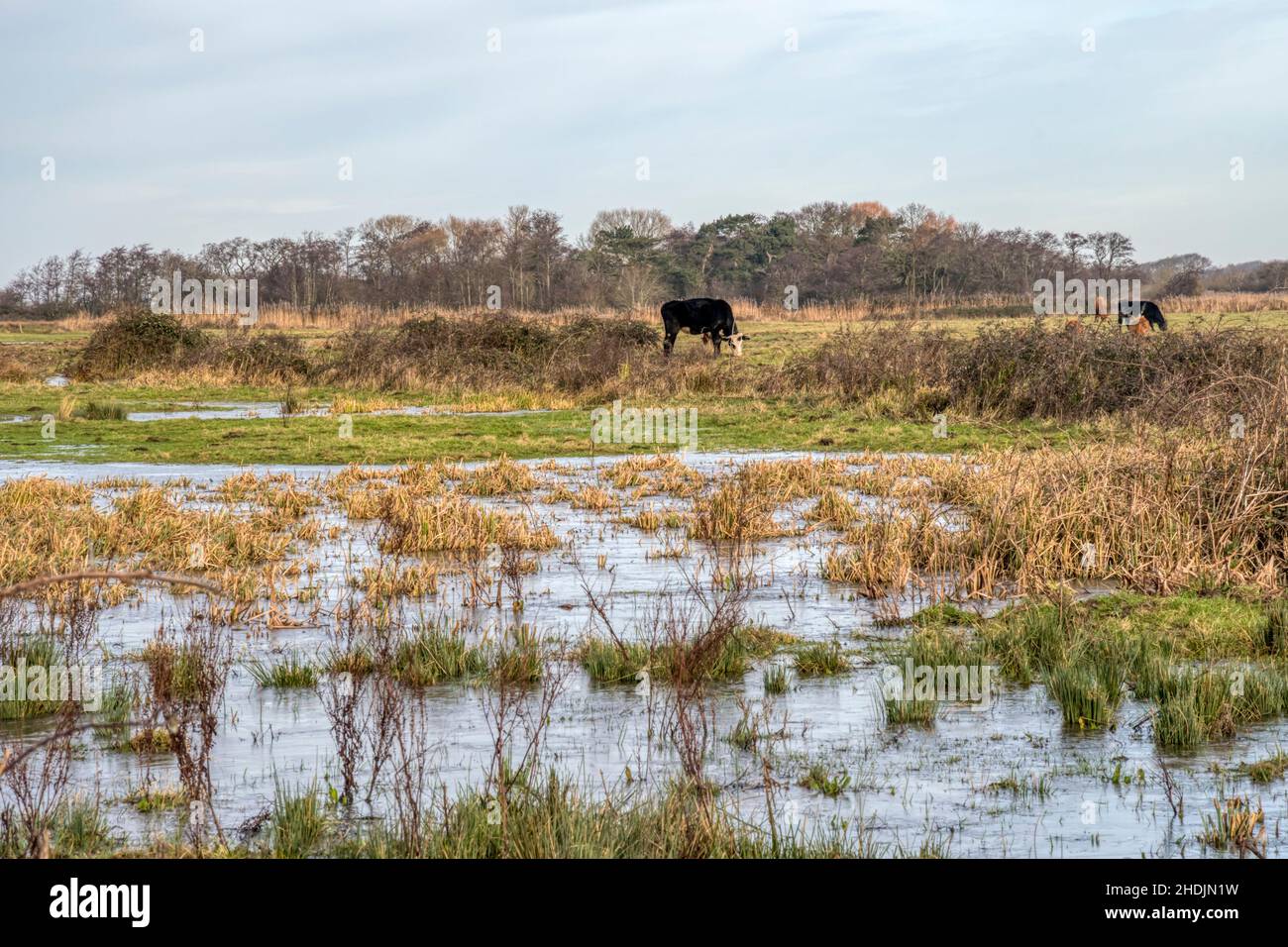 Cattle on grazing marshes at Ken Hill in Norfolk on a fine day in ...