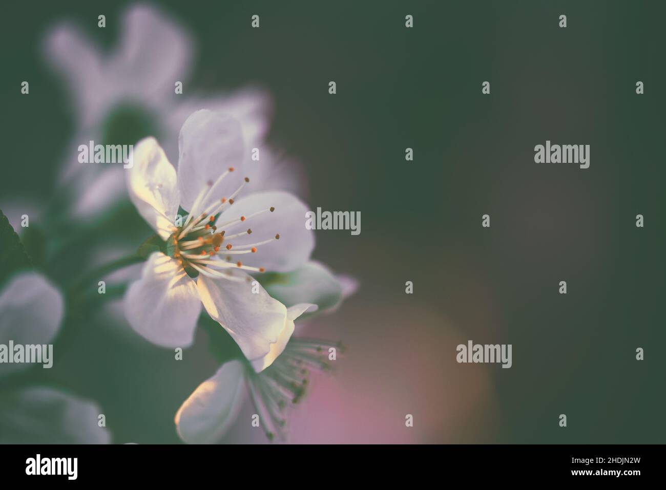 Blossom tree over nature background Stock Photo - Alamy