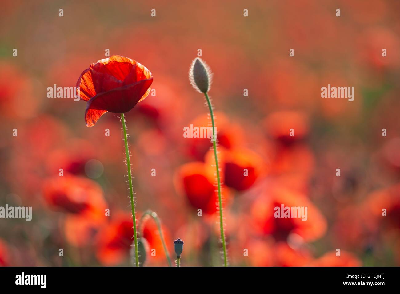 Wallpaper grass hi-res stock photography and images - Alamy